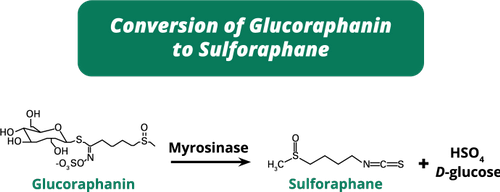 How It Works | The Science Behind Avmacol® Supplements